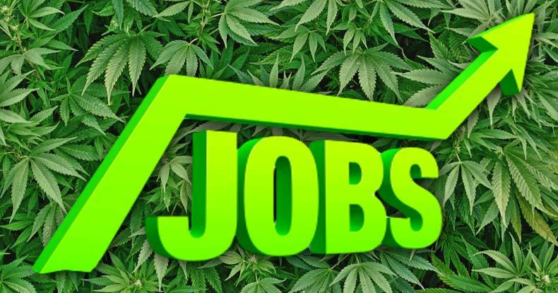 Does pot make you lazy? Skyrocketing 68% Cannabis Job Growth in ...