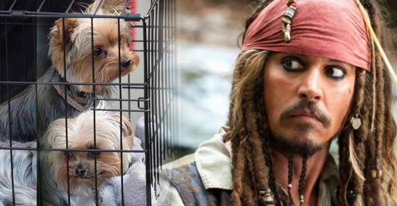 Megastar Johnny Depp Could Face 10-Years Prison for Bringing his Dogs ...
