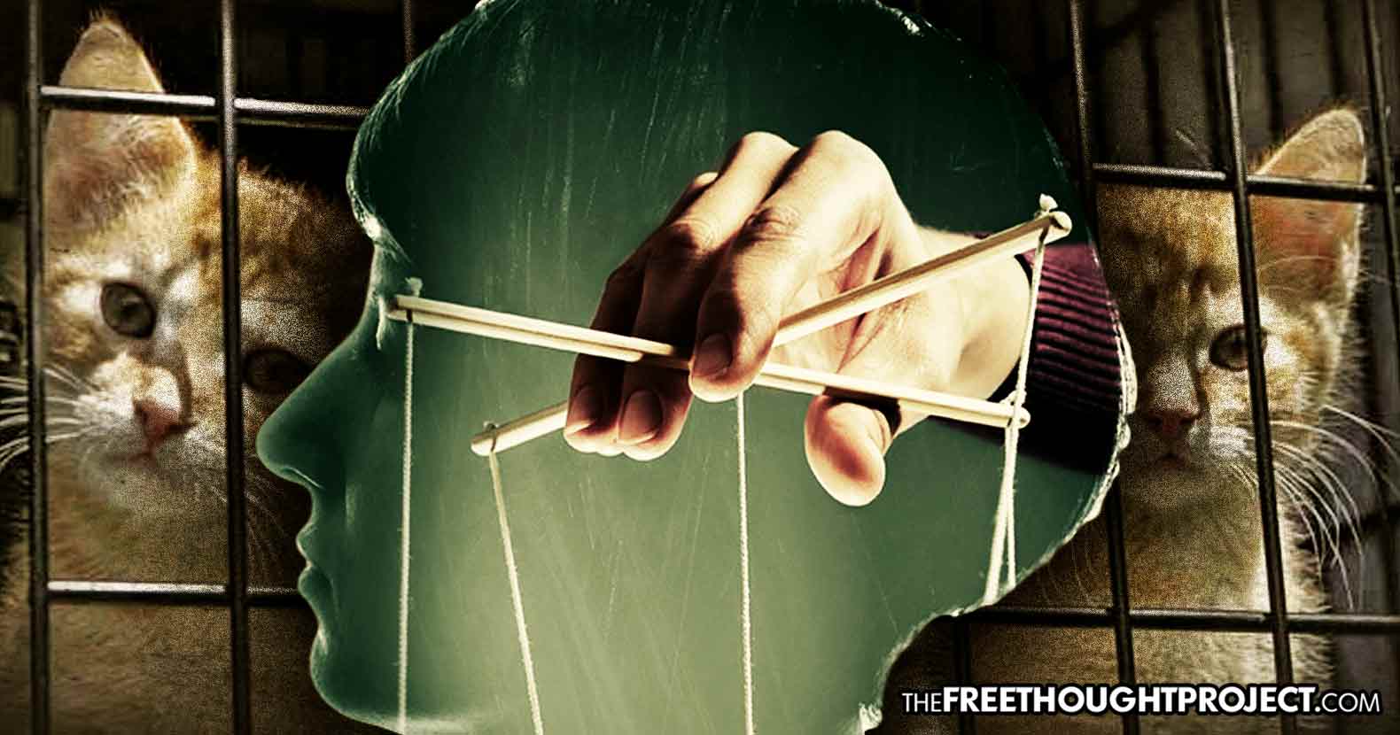 Gov't Experiment Exposed that Kills Thousands of Kittens to Research ...