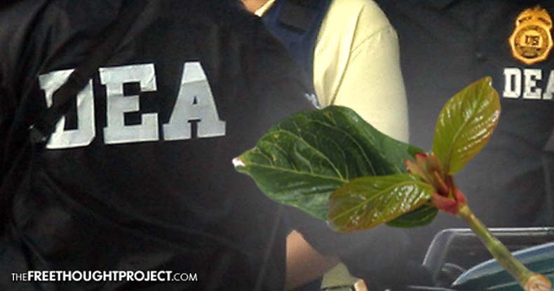 After Massive Public Outcry, DEA Suspends Ban on Plant that Can Cure ...