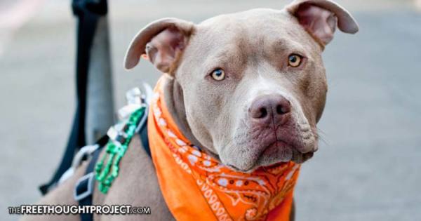 City Passes Law Banning Pit Bulls -- Will Take and Kill All 'Pit Bull ...