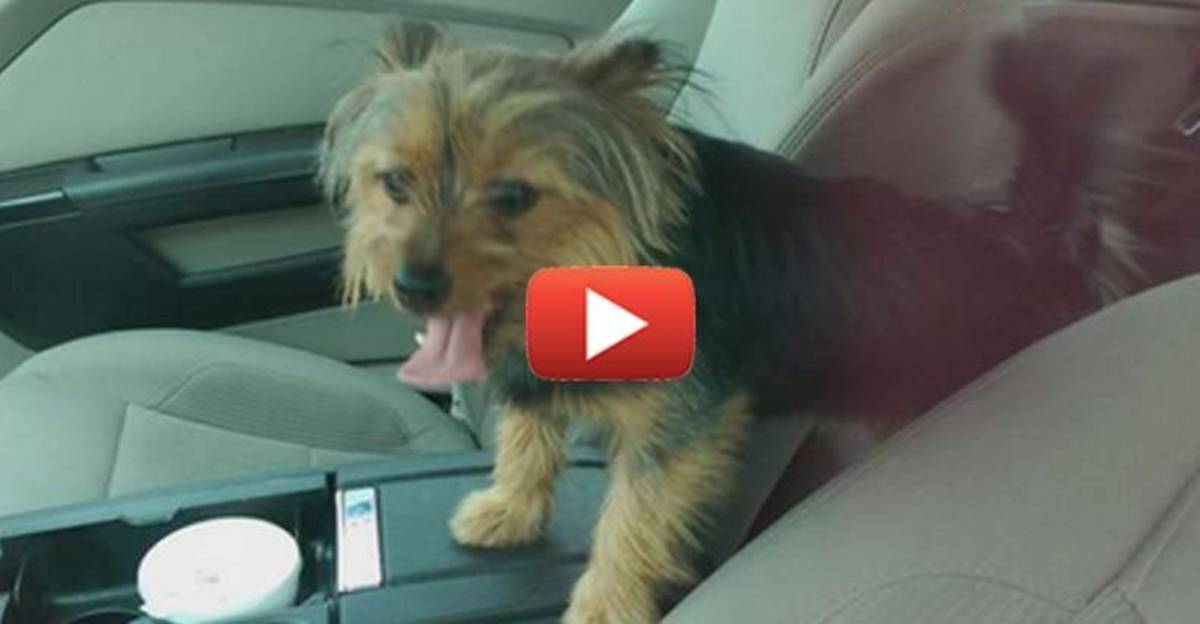 Veteran Arrested For Freeing A Dog From A Hot Car, "I've seen enough ...