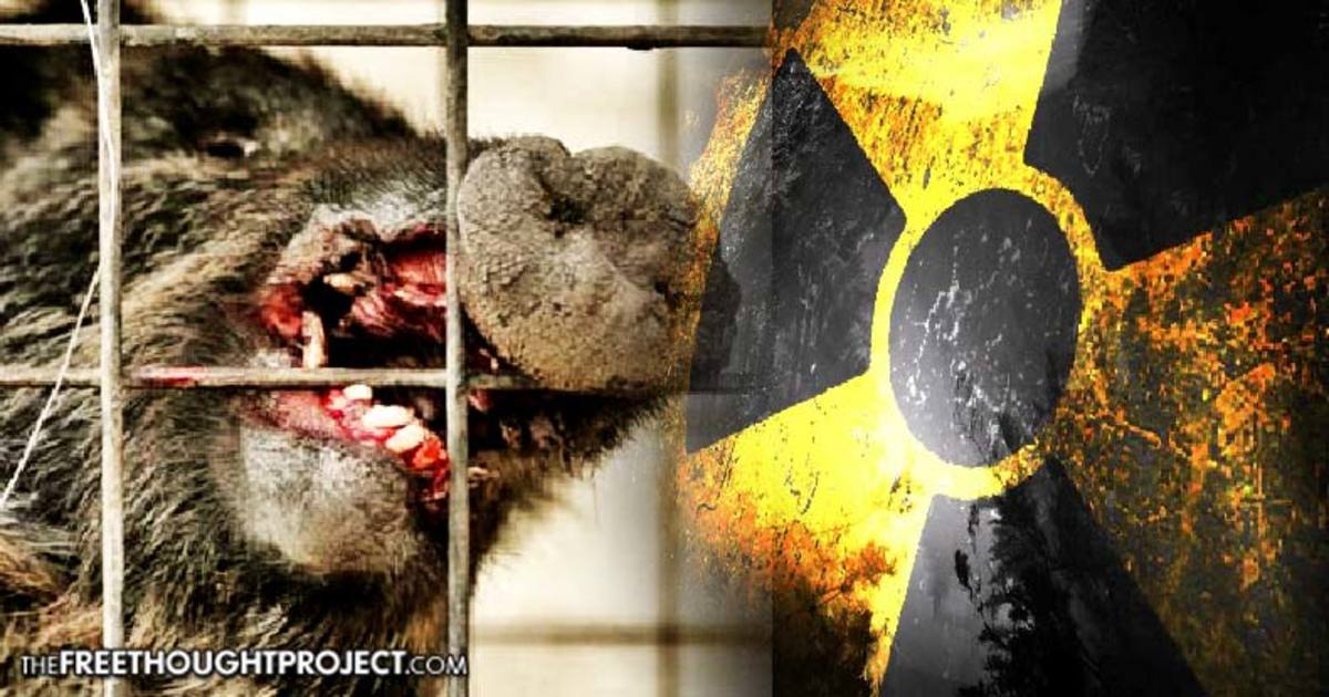 WATCH: Radioactive Wild Boars Roaming Fukushima Threatening Residents ...