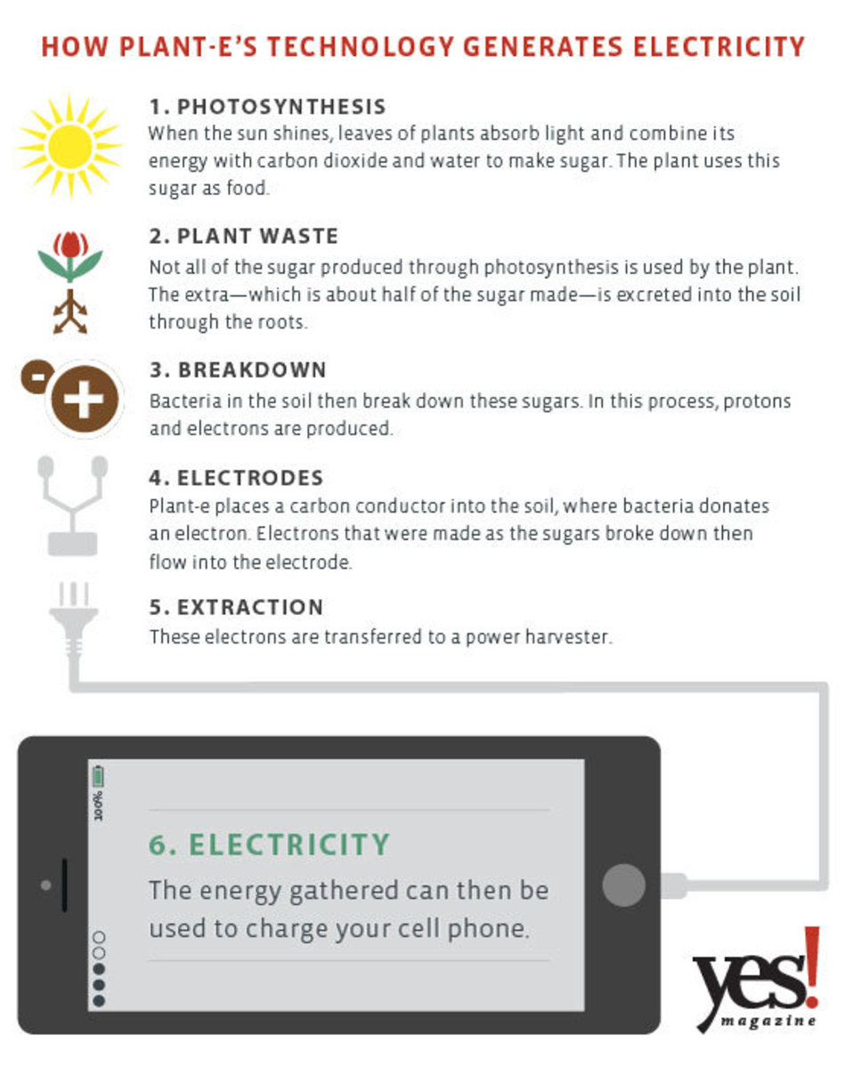 Energy Revolution: New Technology Uses Living Plants to Power ...