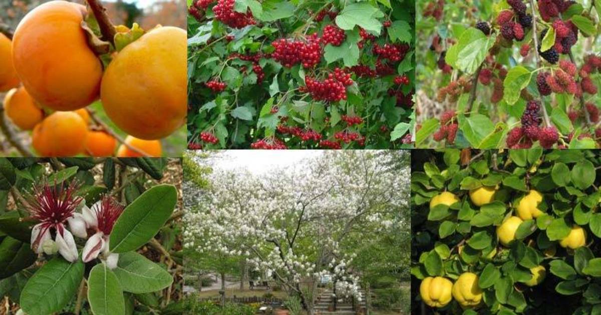 10 Beautiful Under-Used Edible Trees and Shrubs to Transform Yards into ...