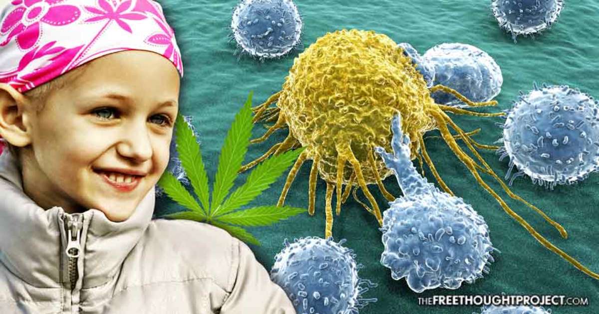 Groundbreaking Study Confirms Cannabis Has 'Significant' Effect on ...