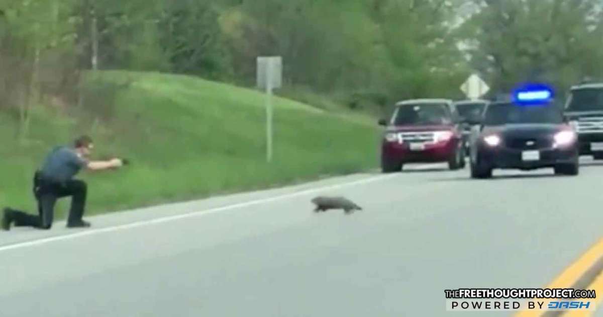 WATCH: Witnesses Watch in Horror as Cop Kills Tiny Groundhog for ...