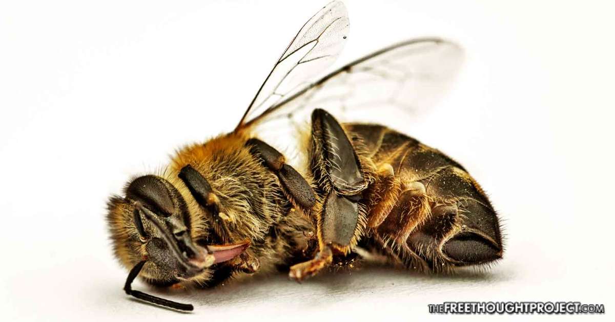Paradigm Shifting Study Finds Danger to Bees That is Far Worse than ...