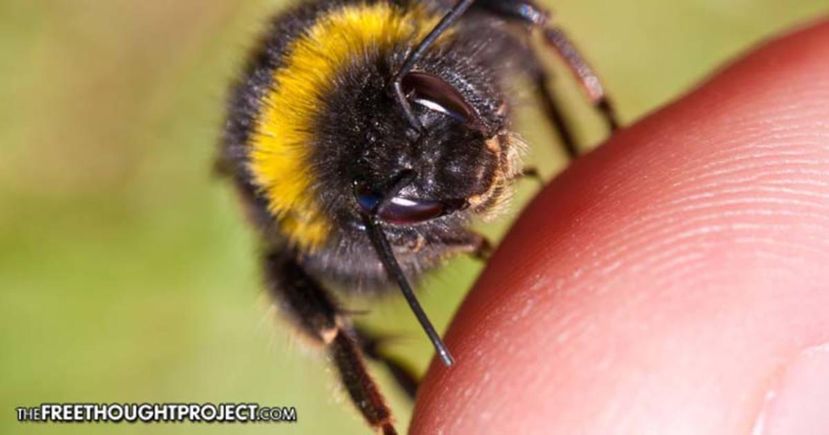 New Research Shows Bumblebees Have Emotions Just Like Humans - The Free ...