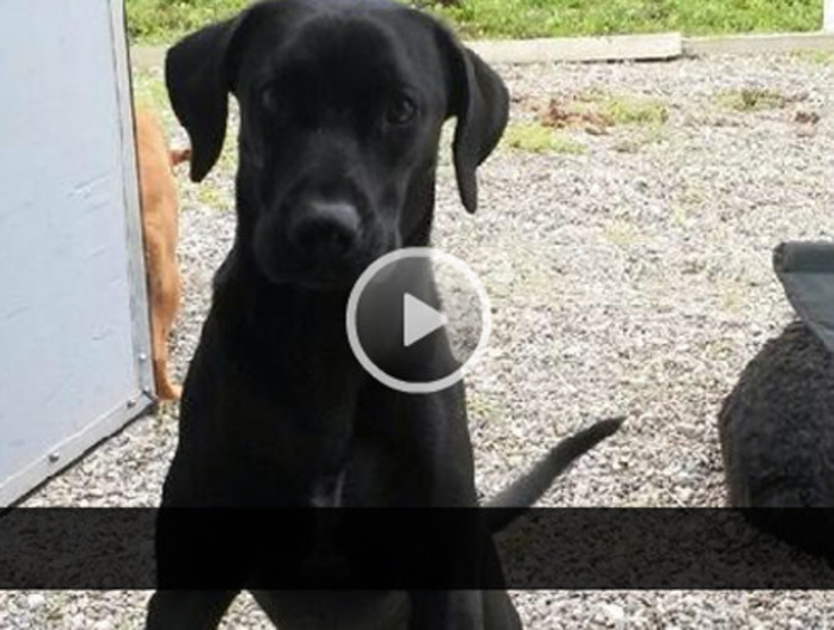 Police Shoot Black Lab, Through Window, Claimed it Was a "Lunging Pit ...