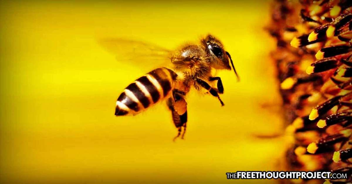 To Fight Bee Die-Off, State Now Offering All Citizens Their Own ...