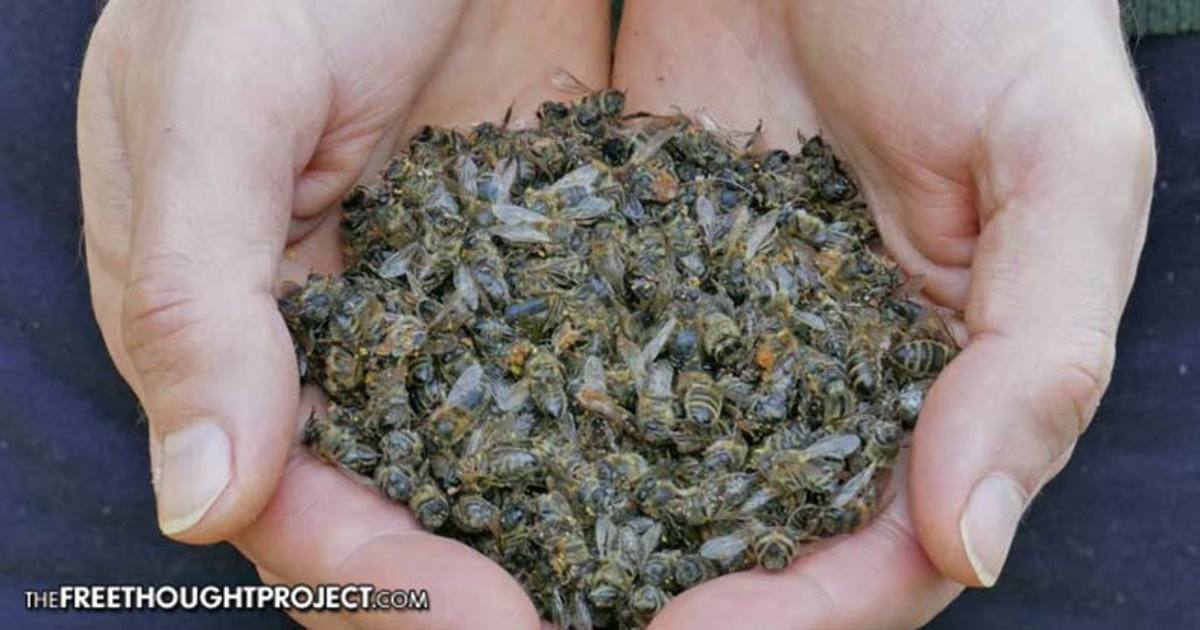 "Alarming" -- For the First Time Ever, Bees Added to the Endangered ...