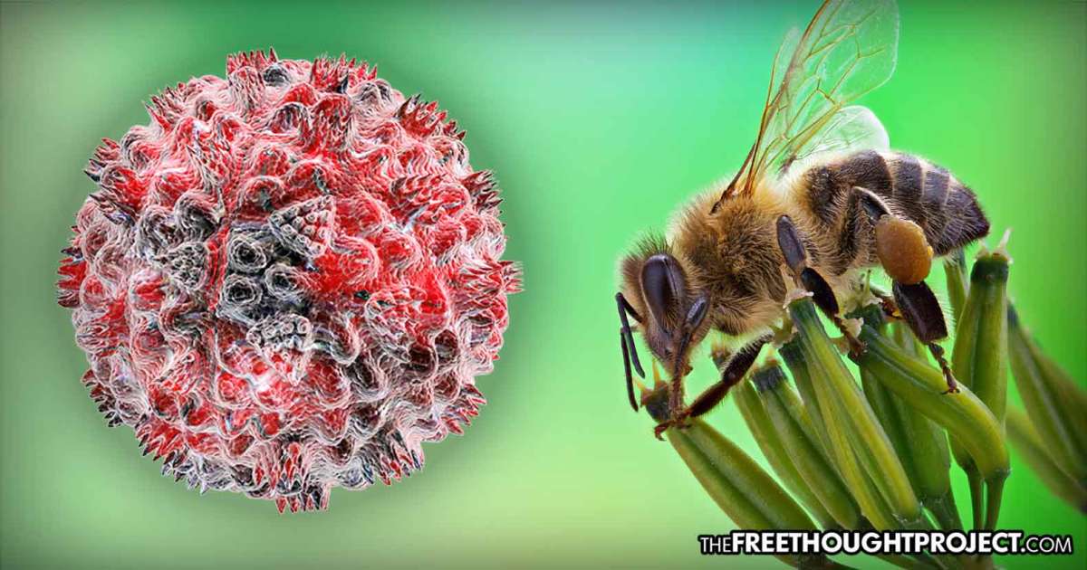 New Study Shows Honeybee Venom "Rapidly Destroys" Cancer Cells - The ...