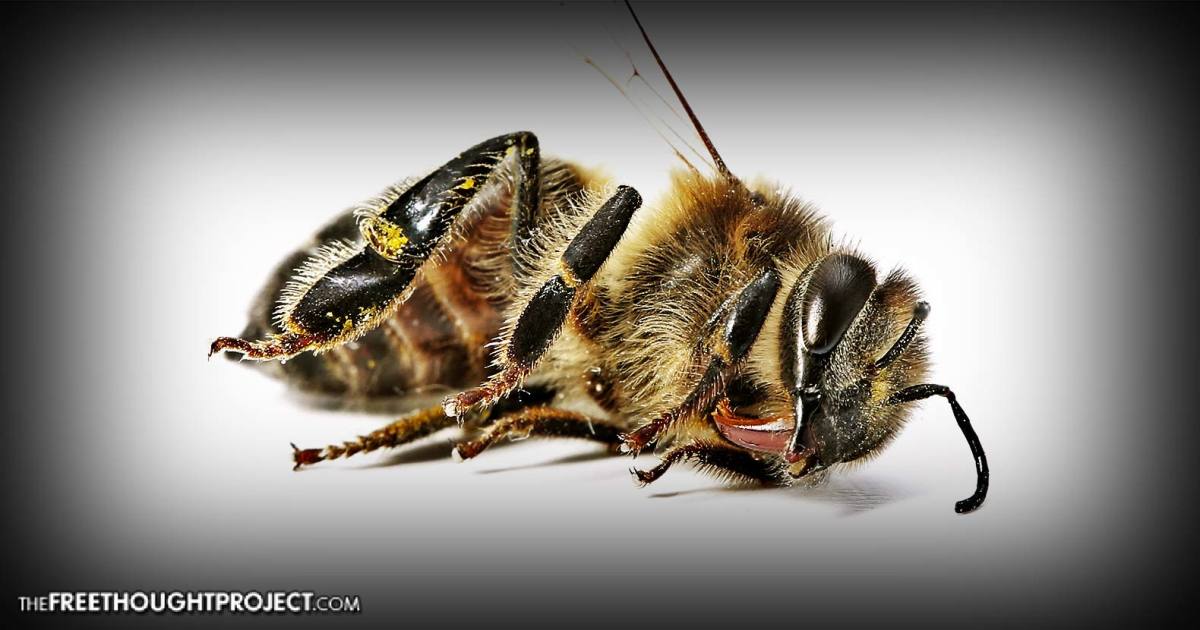 It's Official — First Bee Has Just Been Added to Endangered Species ...