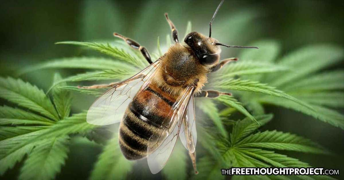 Study Shows Growing Hemp is a Powerful Tool to Fight Bee Population ...