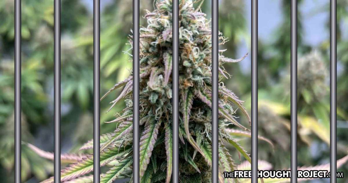 It Was All a Sham, Biden Won't Pardon any Federal Marijuana Prisoners ...